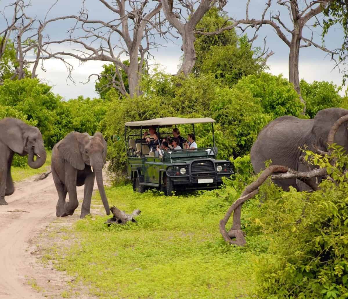 Kruger National Park: 7 Amazing Safaris To Try