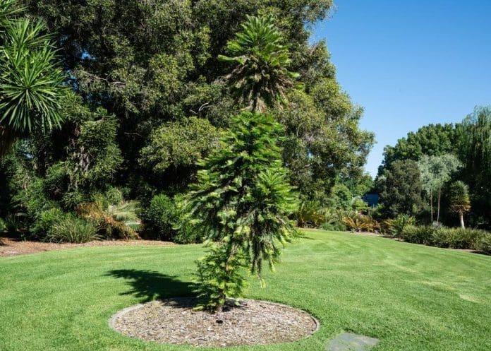 Mysterious Wollemi Pine: 9 Important Facts