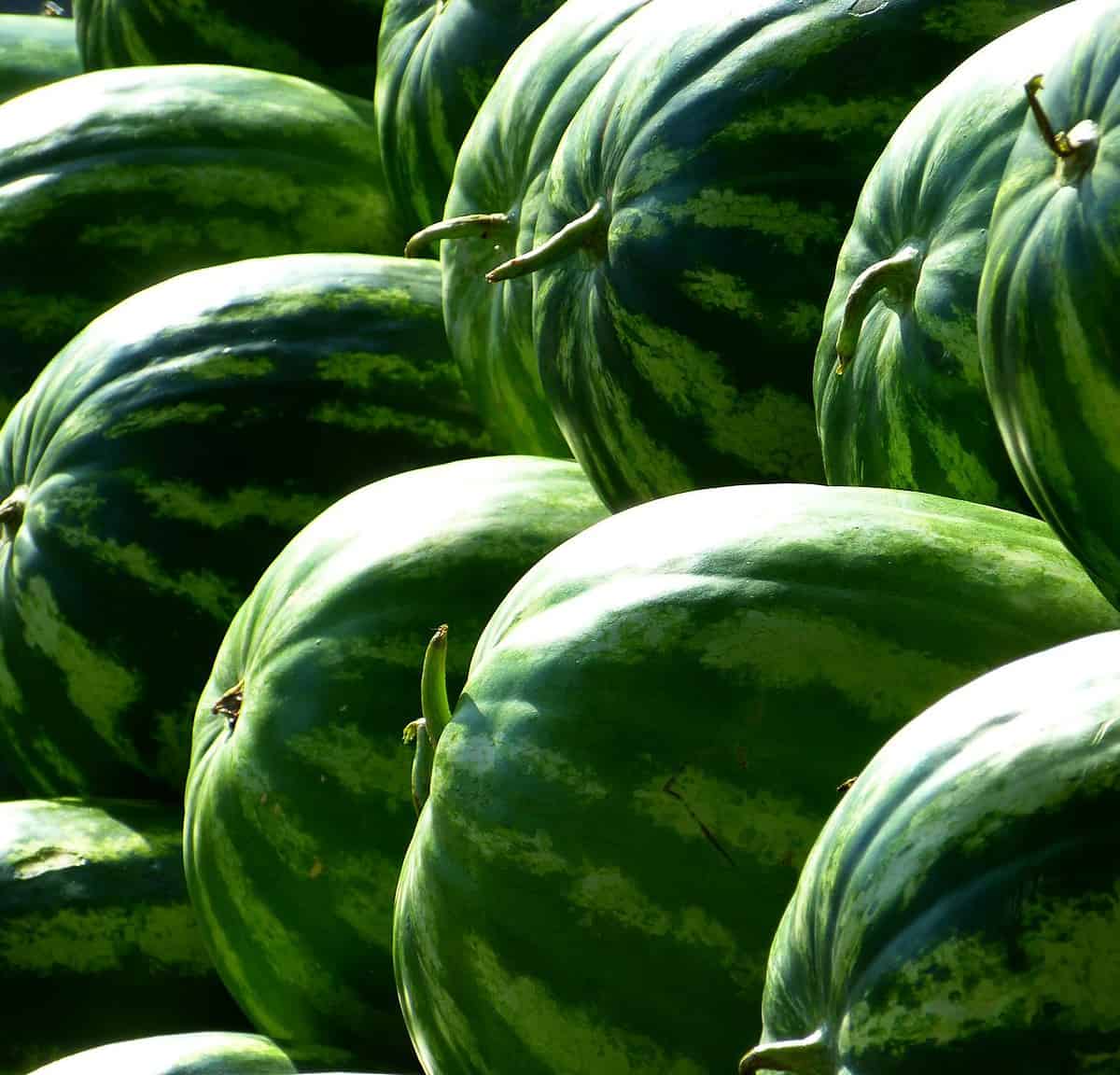 How To Choose a Good Watermelon? - 9 Things You Should Know