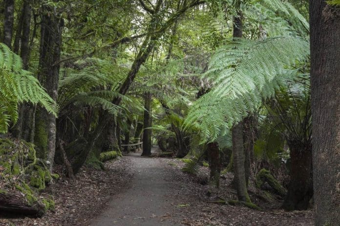 Mount Field National Park: 10 Incredible Things to Know